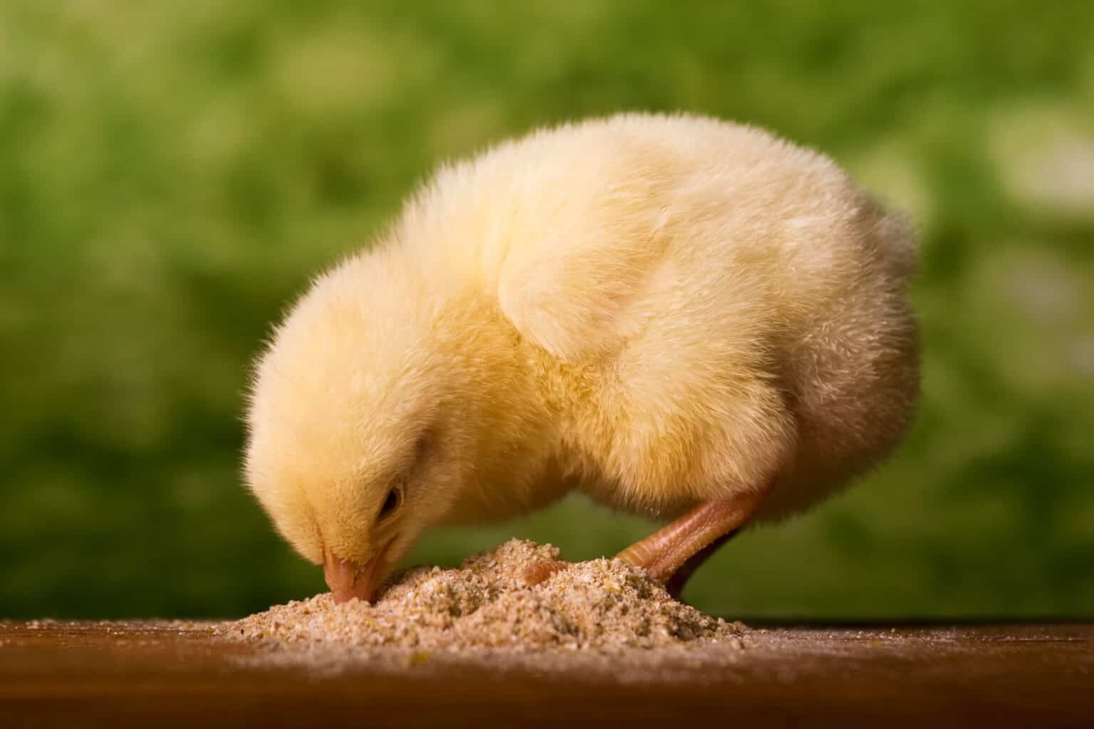 What Do Baby Chicks Eat? - A Complete Guide