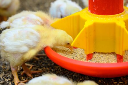 What Do Baby Chicks Eat? - A Complete Guide