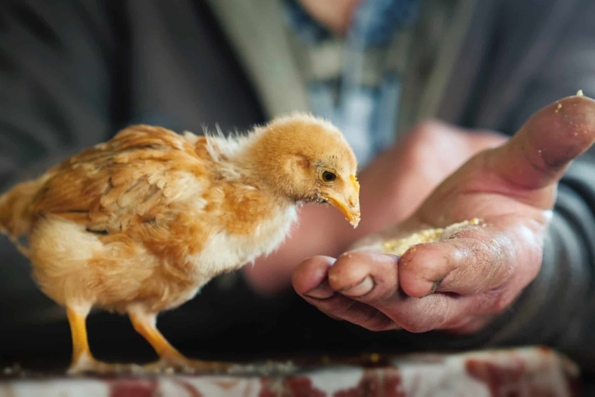 What Do Baby Chicks Eat? - A Complete Guide
