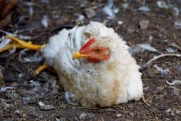 Sudden Chicken Death: Why Chickens Are Dying One By One?