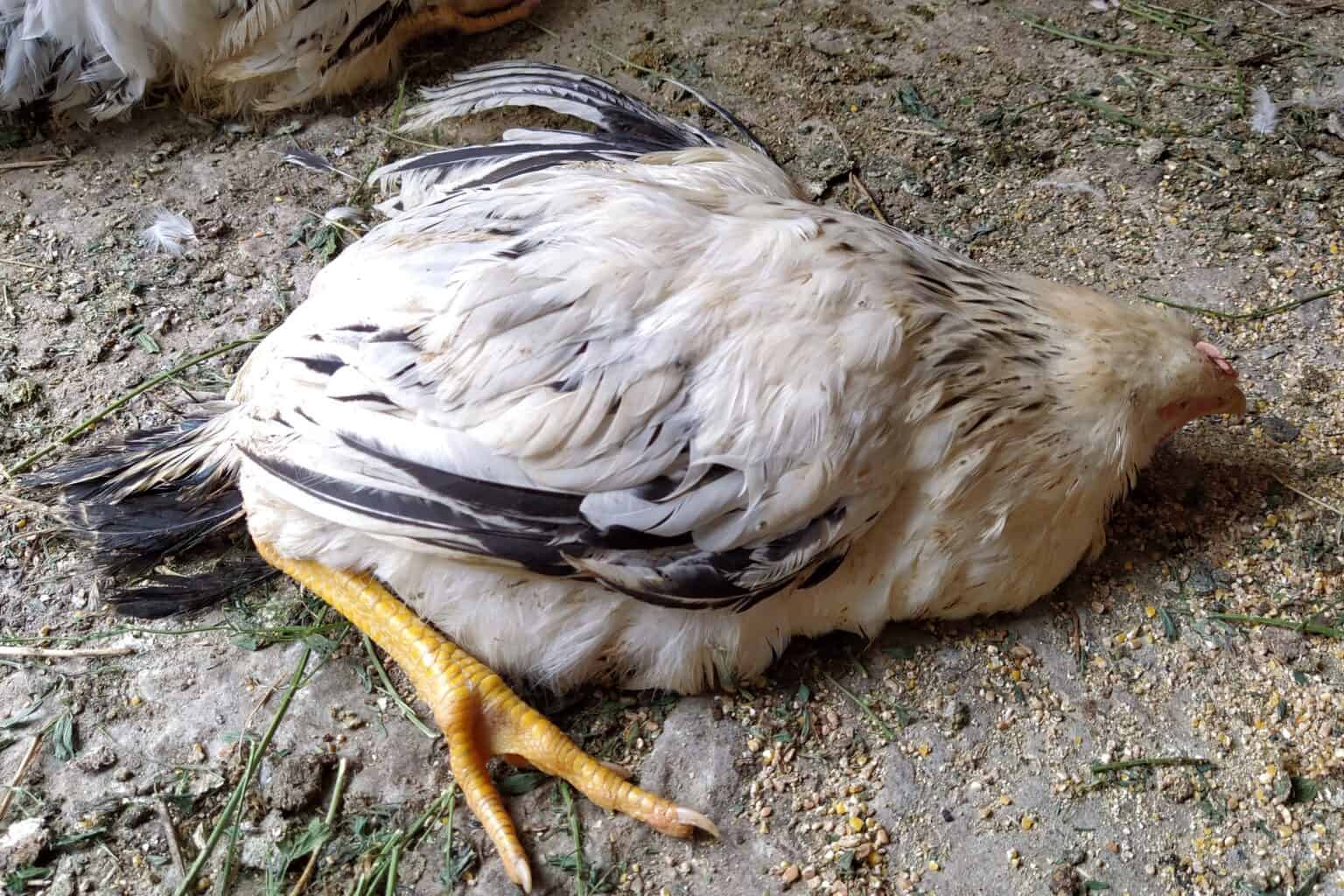 Sudden Chicken Death: Why Chickens Are Dying One By One?