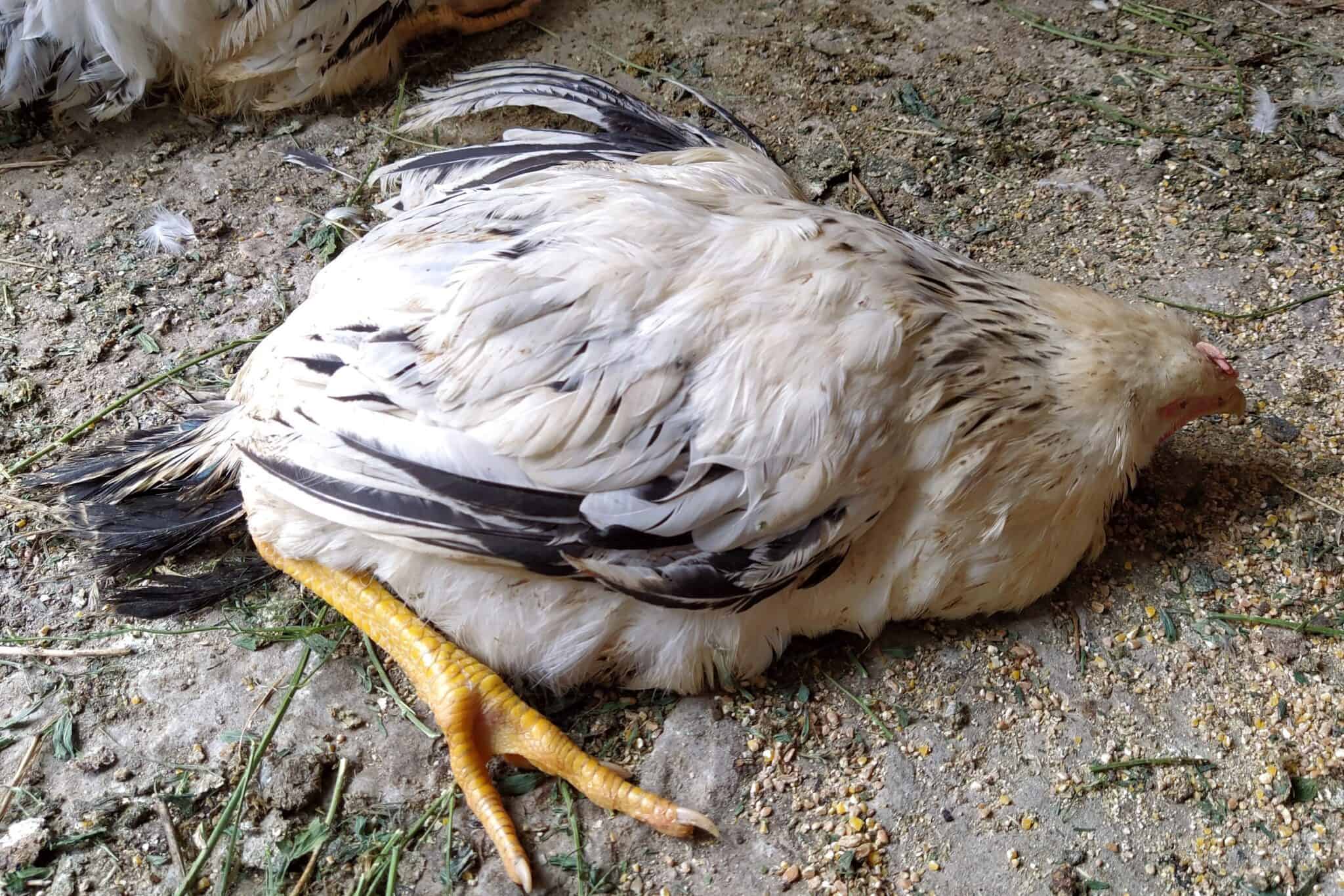 Sudden Chicken Death: Why Chickens Are Dying One By One?