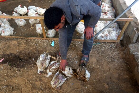Sudden Chicken Death: Why Chickens Are Dying One By One?
