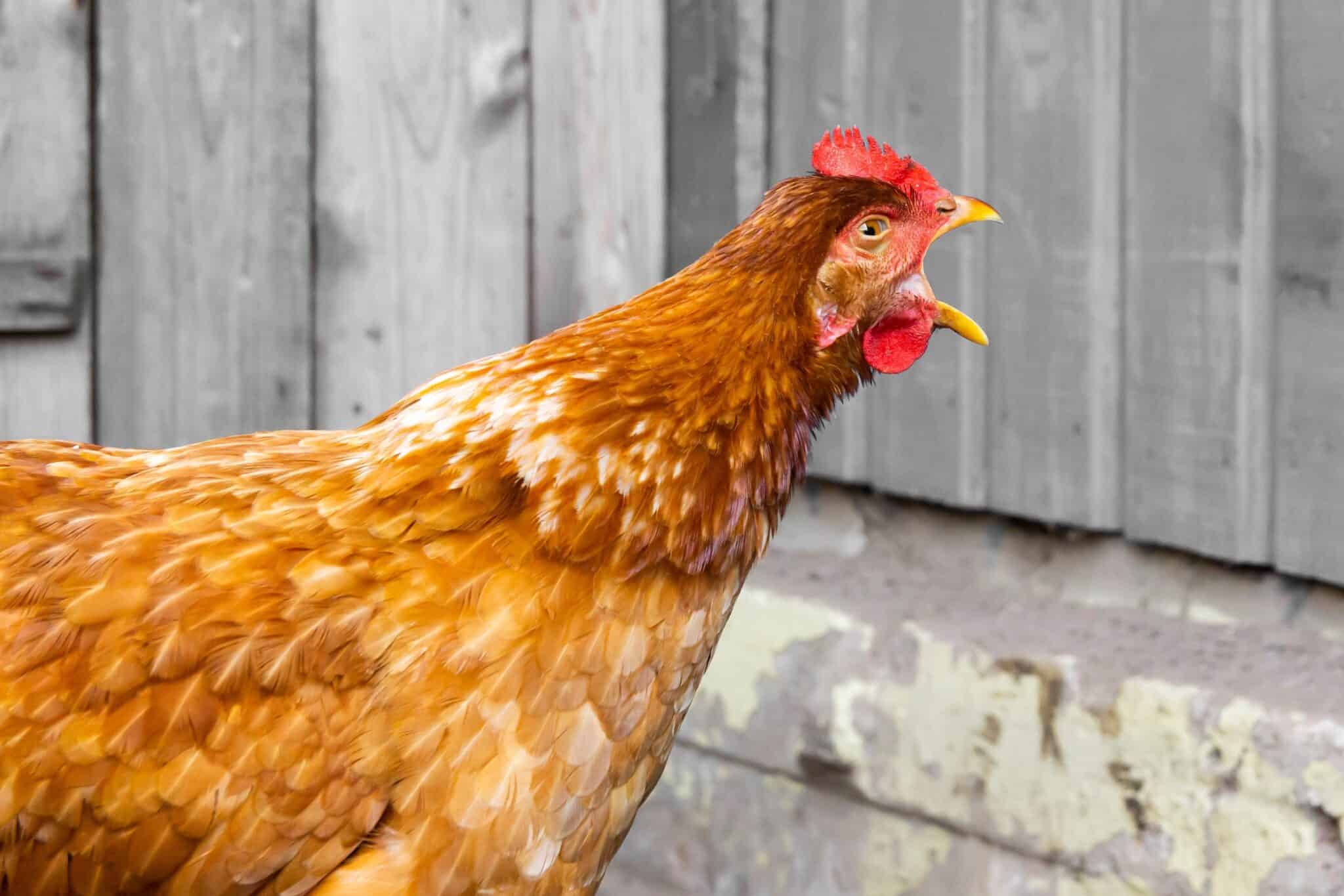 When Do Chickens Start Laying Eggs? - 7 Key Signs