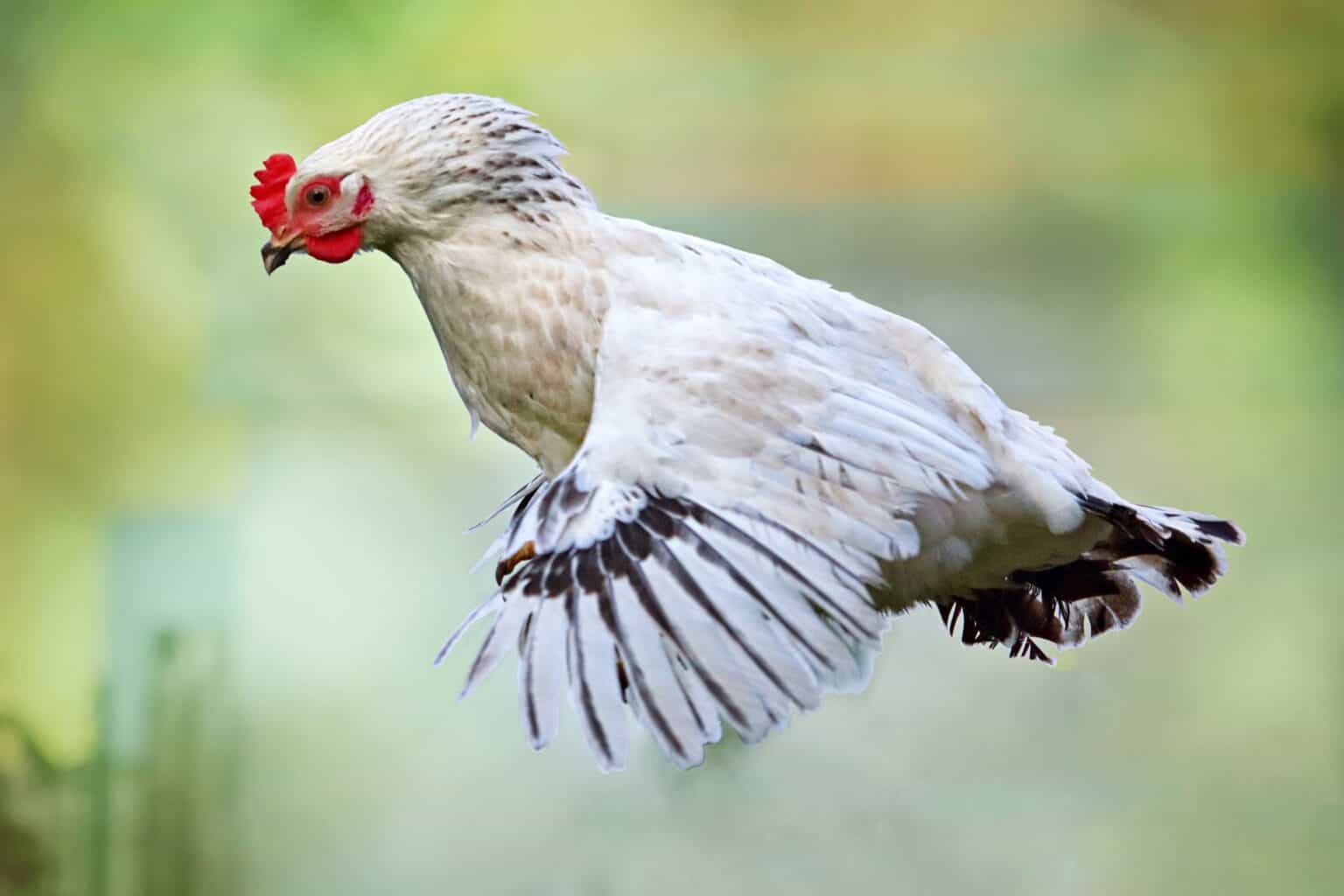 Can Chickens Fly? An Ultimate Guide to Chicken Flight