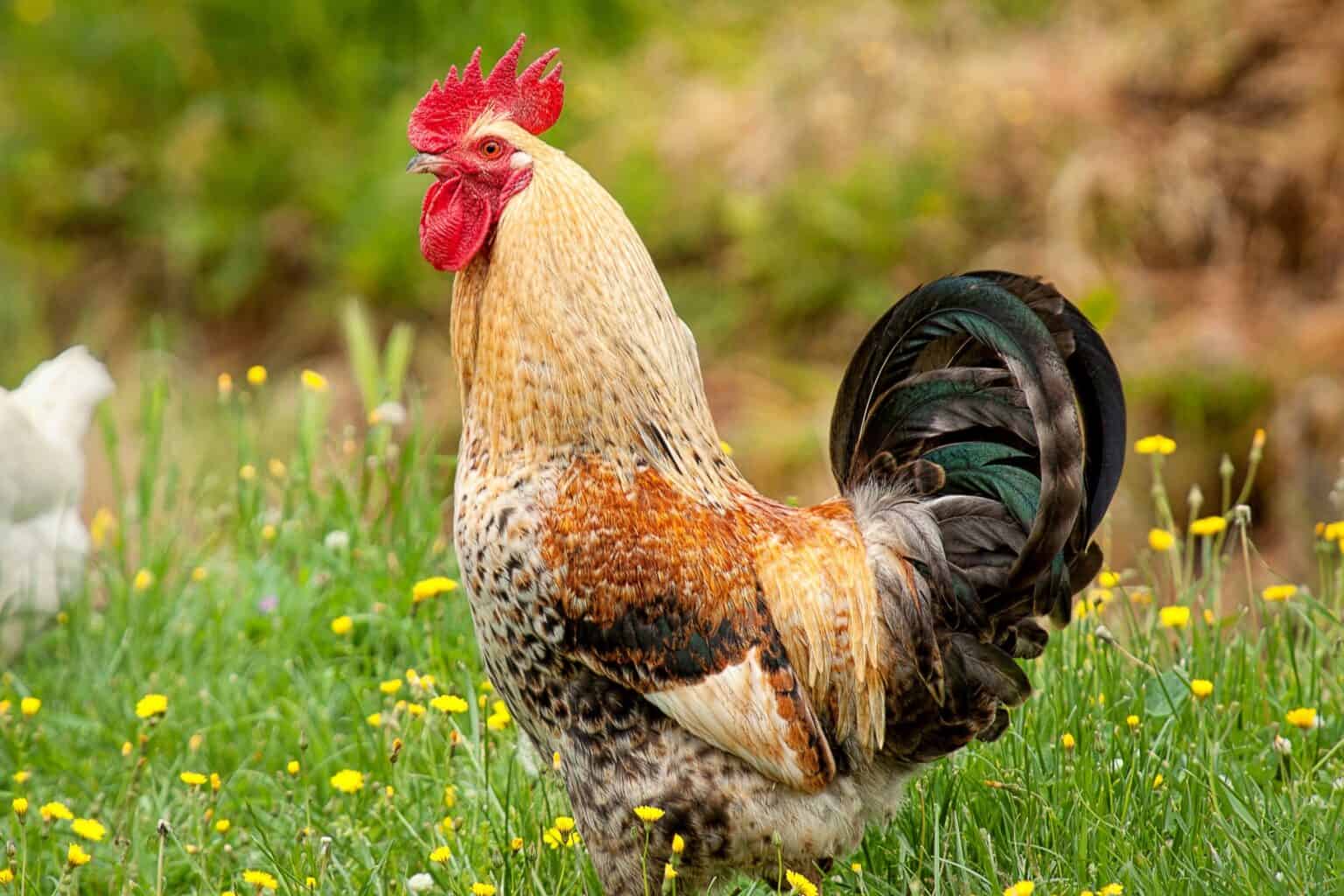 Can Chickens Fly? An Ultimate Guide to Chicken Flight