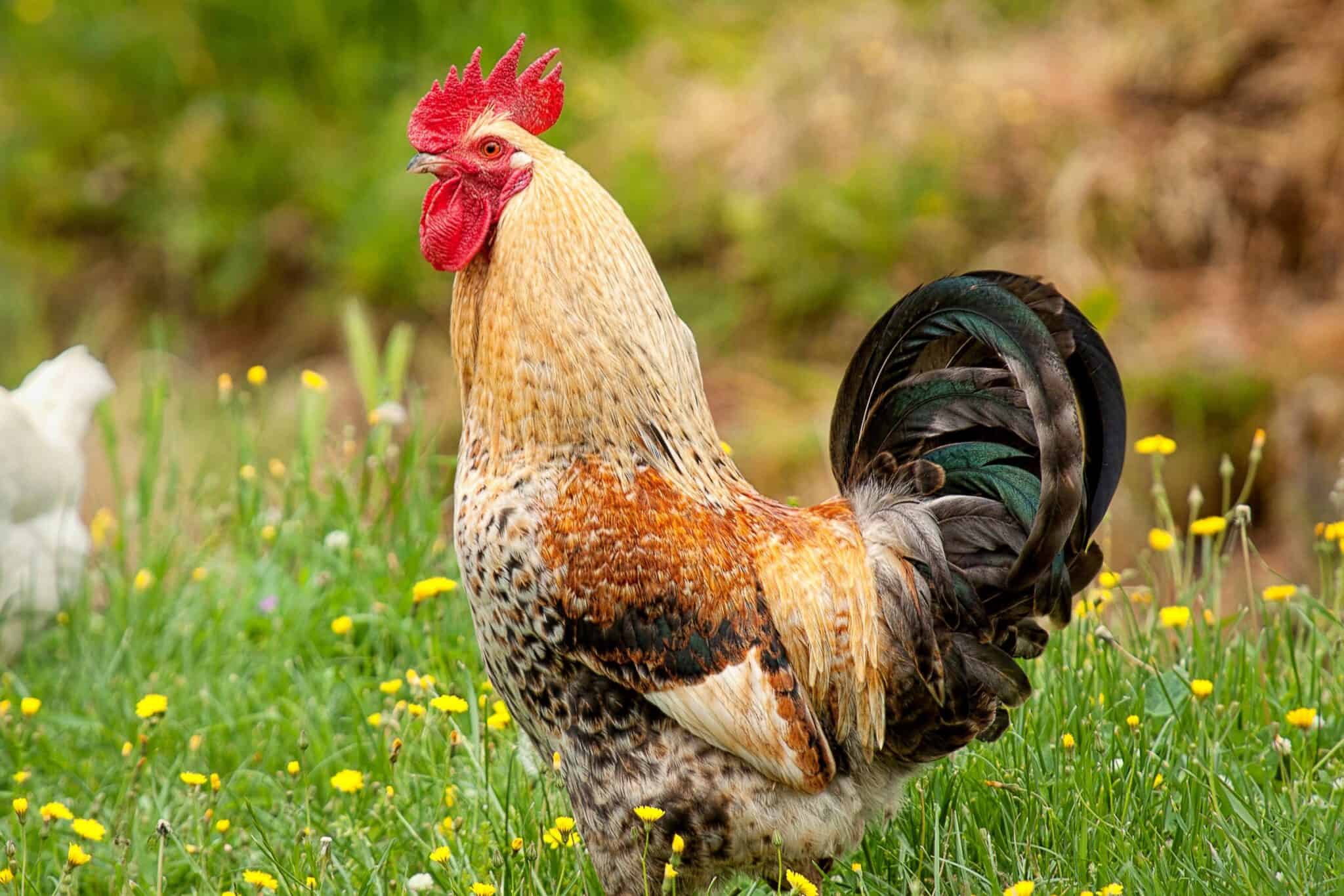 Can Chickens Fly? An Ultimate Guide to Chicken Flight