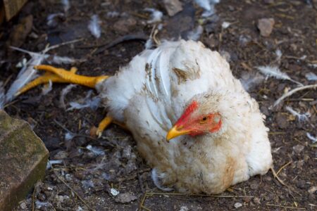 Chicken Losing Feathers: 14 Reasons & How to Treat It