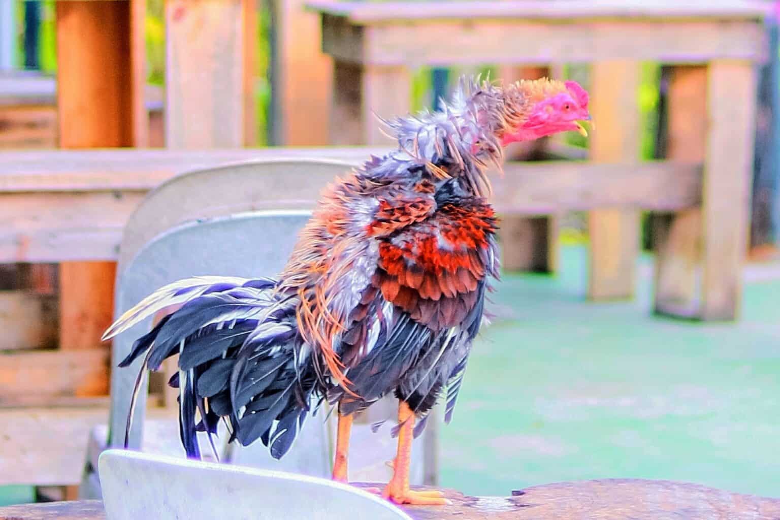 Chicken Losing Feathers: 14 Reasons & How to Treat It