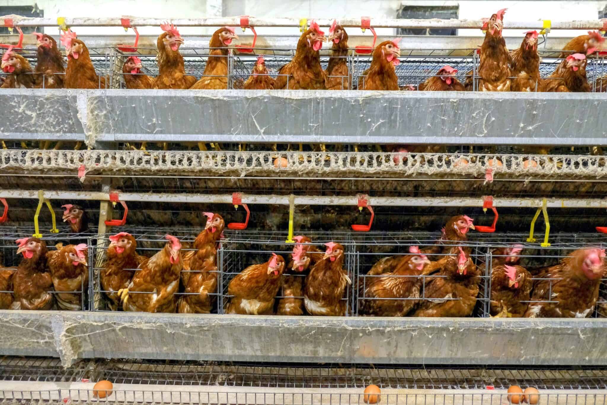 Chicken Losing Feathers: 14 Reasons & How to Treat It