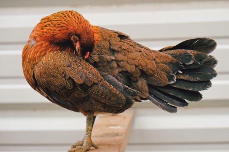 Chicken Losing Feathers: 14 Reasons & How to Treat It