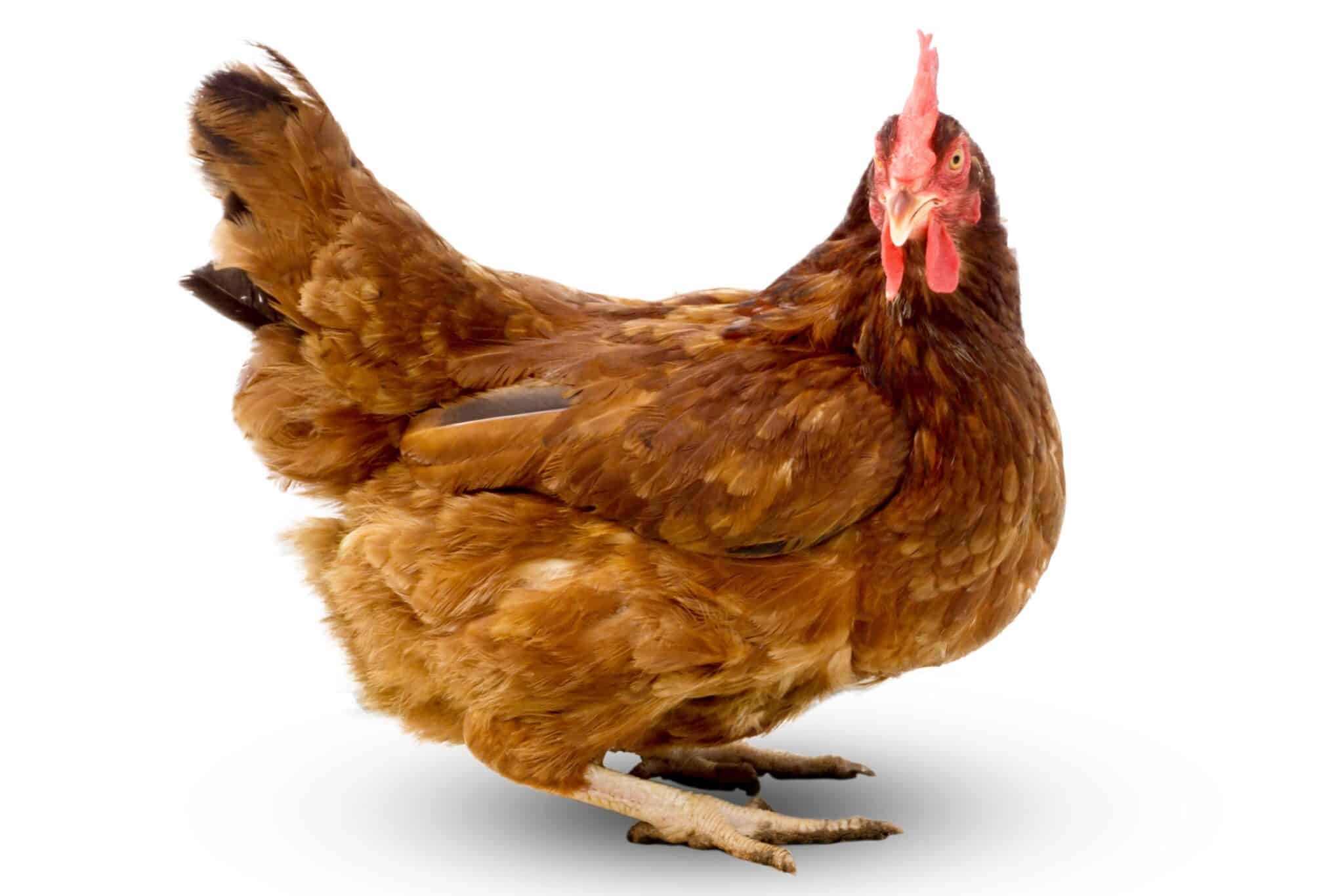When Do Chickens Start Laying Eggs? - 7 Key Signs