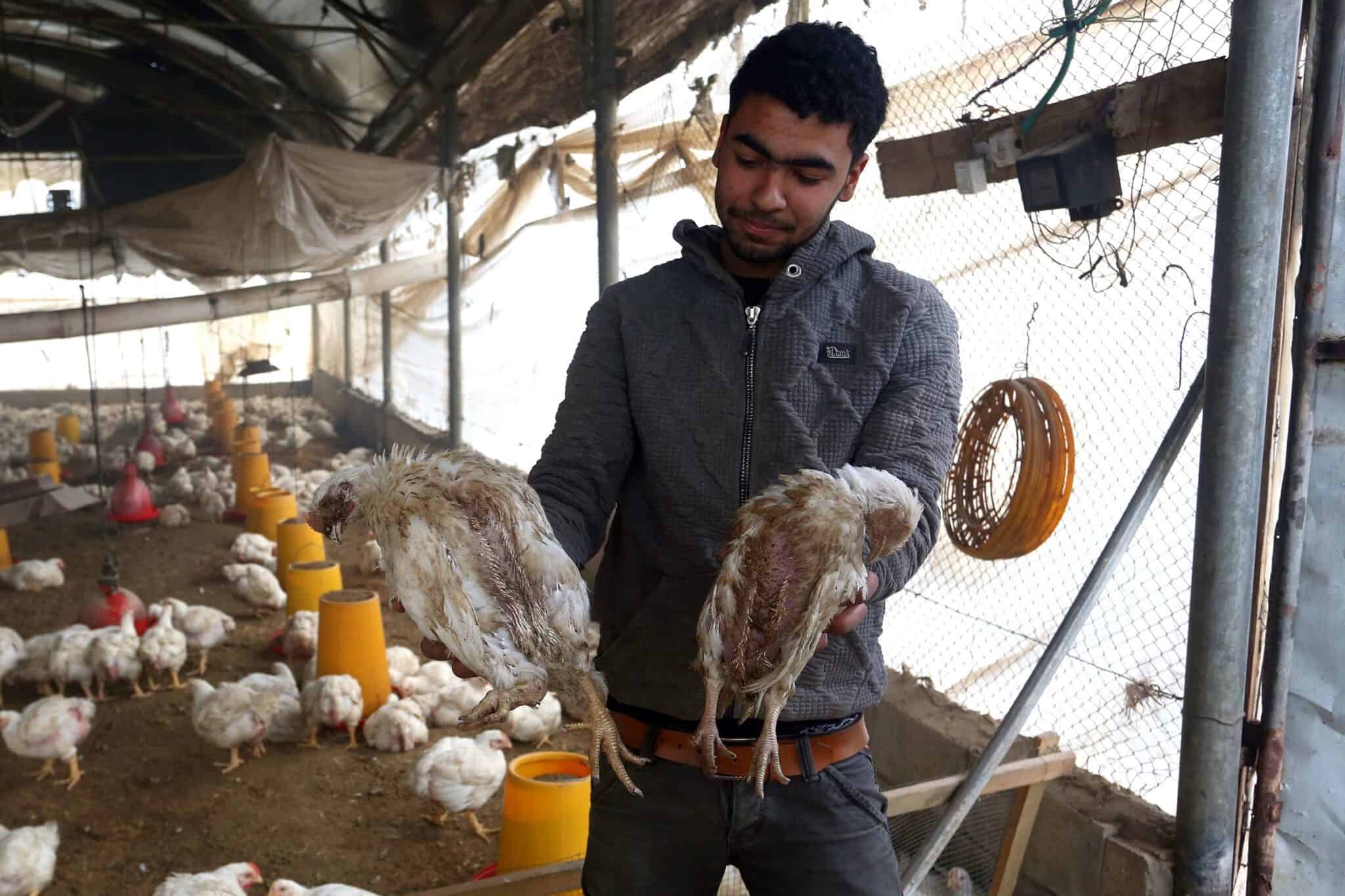 Sudden Chicken Death: Why Chickens Are Dying One By One?