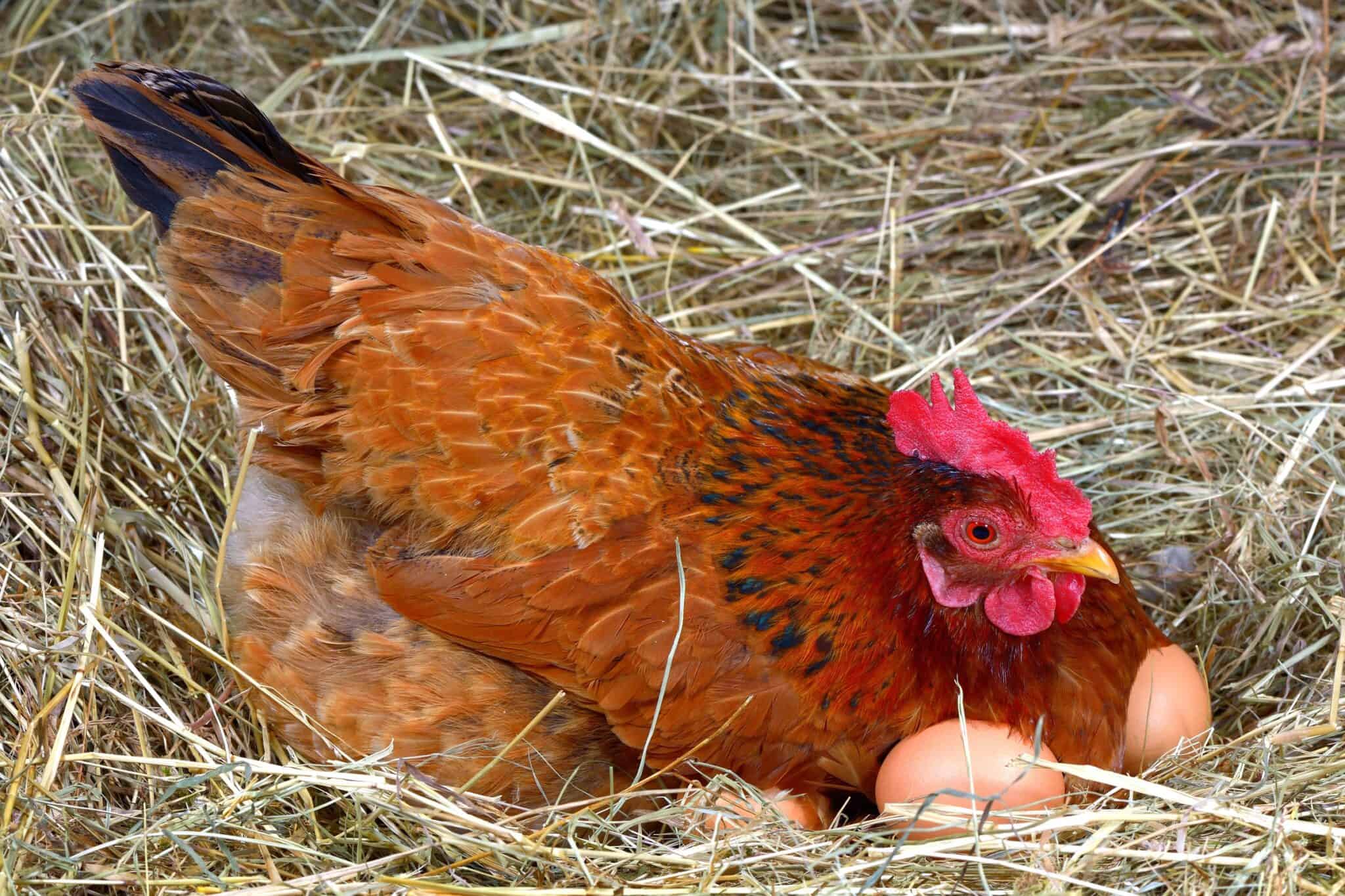 Sudden Chicken Death: Why Chickens Are Dying One By One?