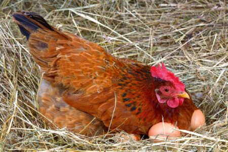 Sudden Chicken Death: Why Chickens Are Dying One By One?