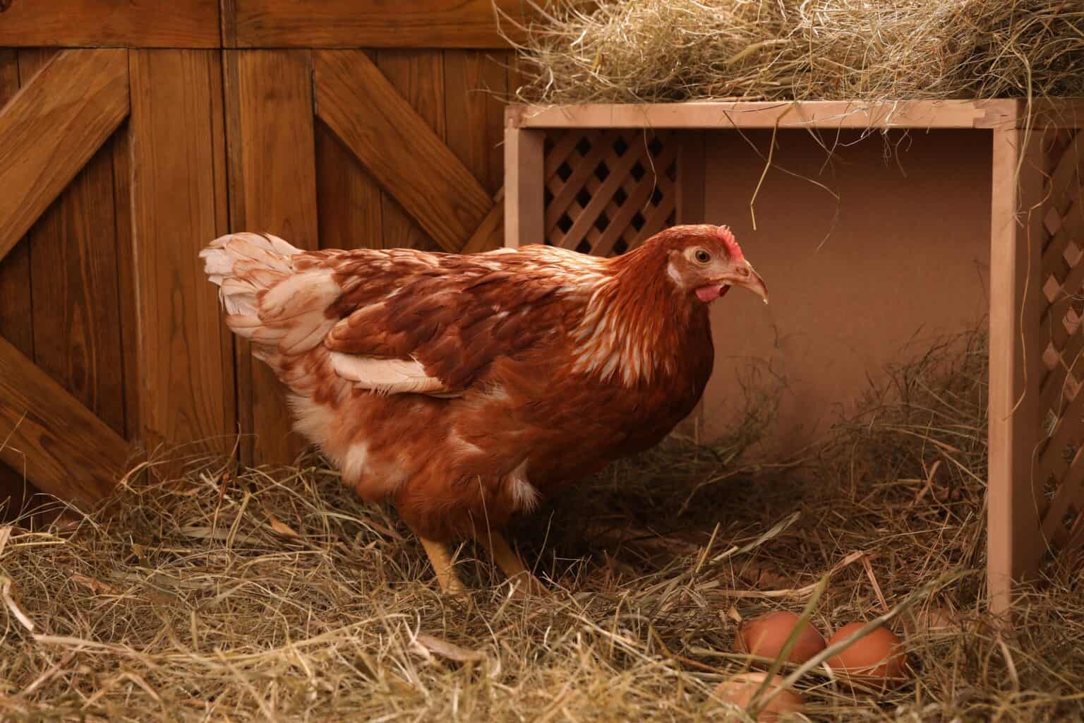 Egg Bound Chickens: Common Causes, Symptoms & Treatment