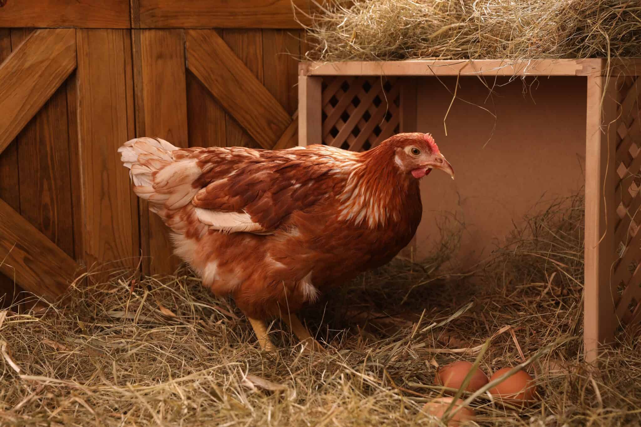 Egg Bound Chickens: Common Causes, Symptoms & Treatment
