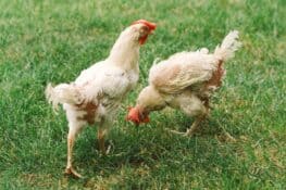 Sudden Chicken Death: Why Chickens Are Dying One By One?