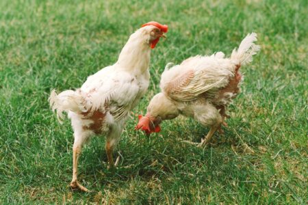 Sudden Chicken Death: Why Chickens Are Dying One By One?