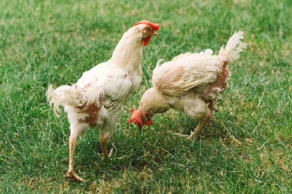 Sudden Chicken Death: Why Chickens Are Dying One By One?