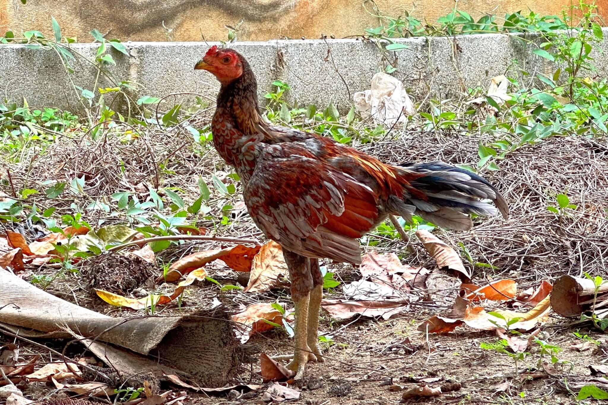 Chicken Losing Feathers: 14 Reasons & How to Treat It