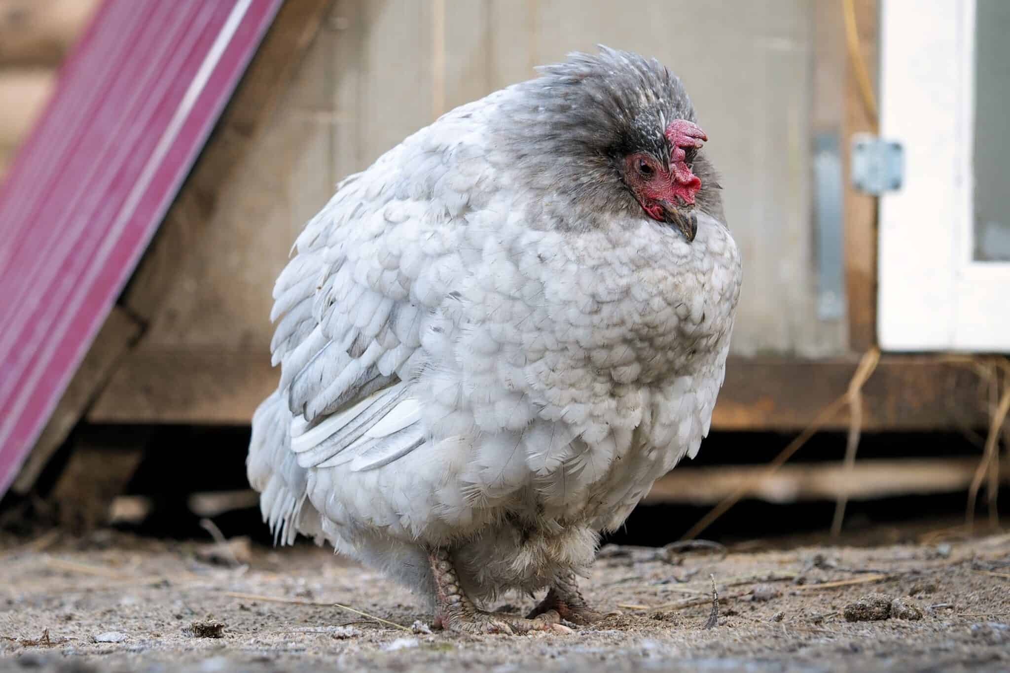 Sudden Chicken Death: Why Chickens Are Dying One By One?