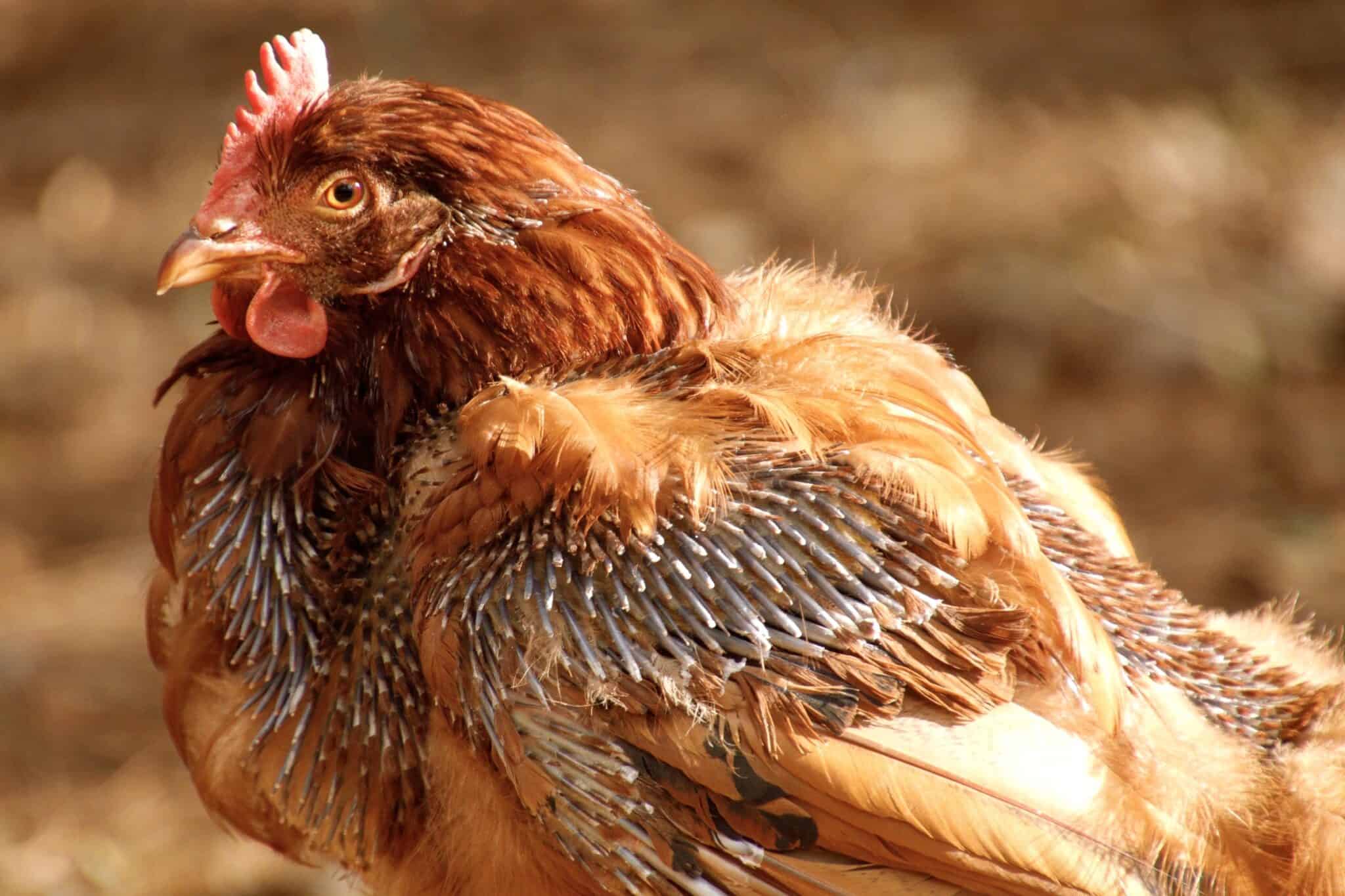 Molting Chickens: When Do Chickens Molt & How to Help