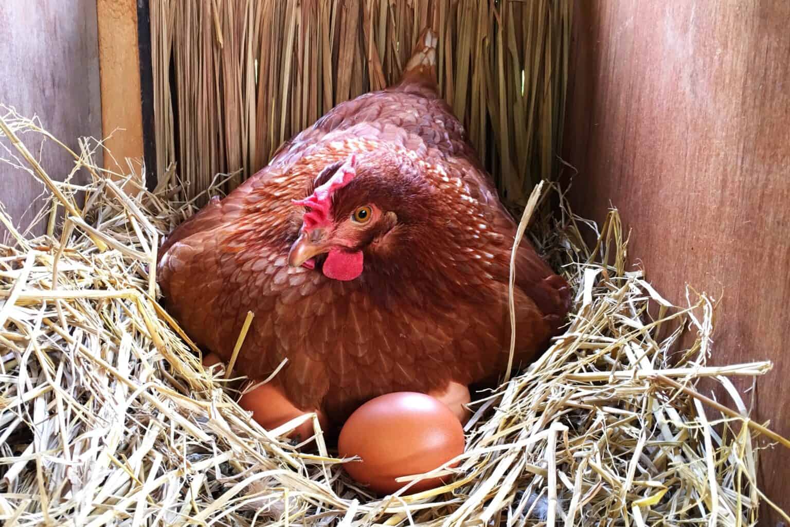 Chicken Losing Feathers: 14 Reasons & How to Treat It