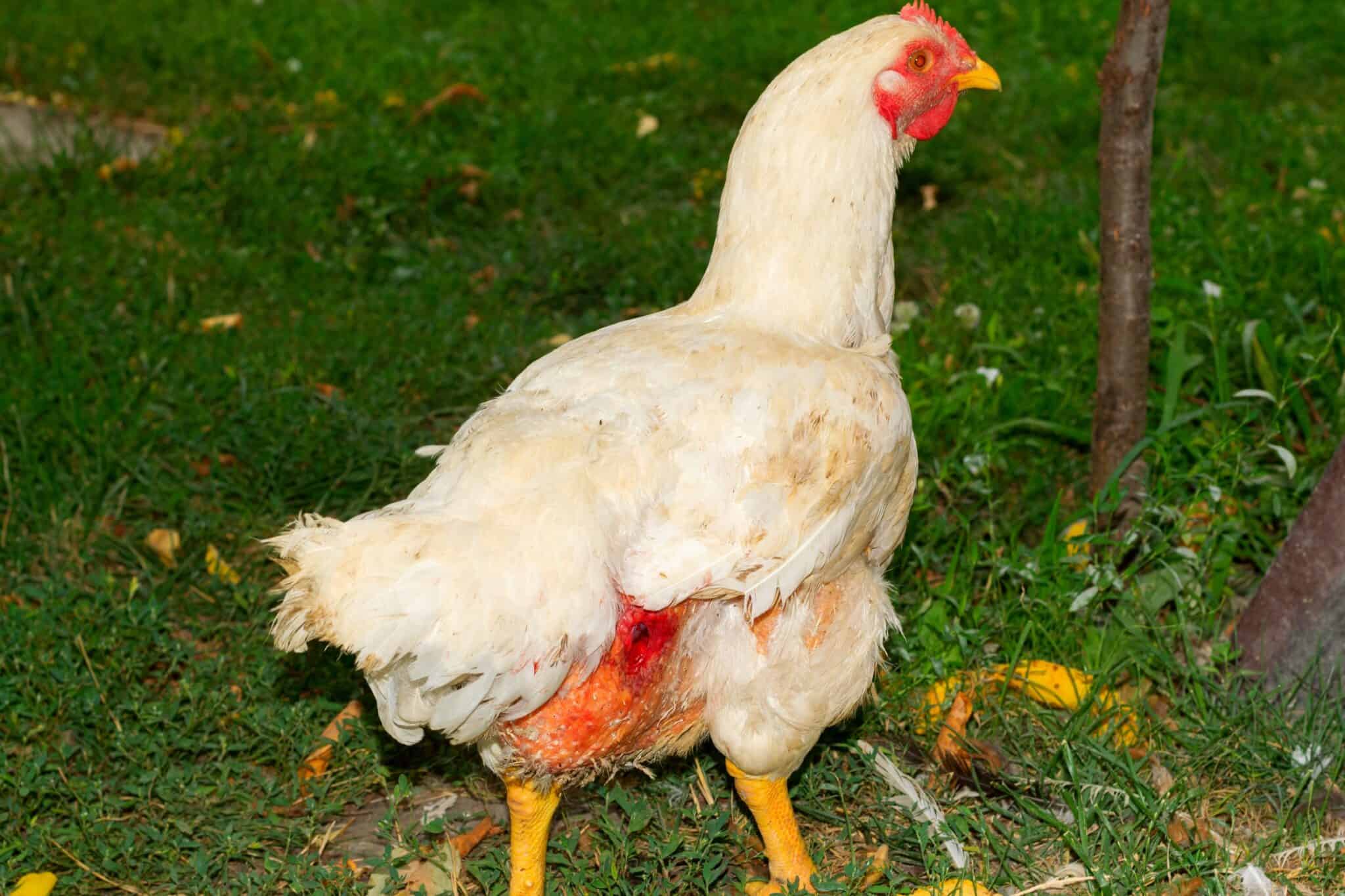 Sudden Chicken Death: Why Chickens Are Dying One By One?