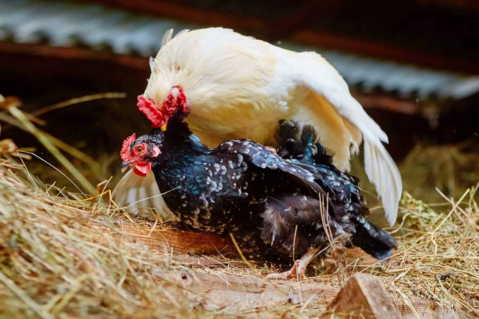 Do Chickens Have Sex to Lay Eggs? - Chicken Mating Explained