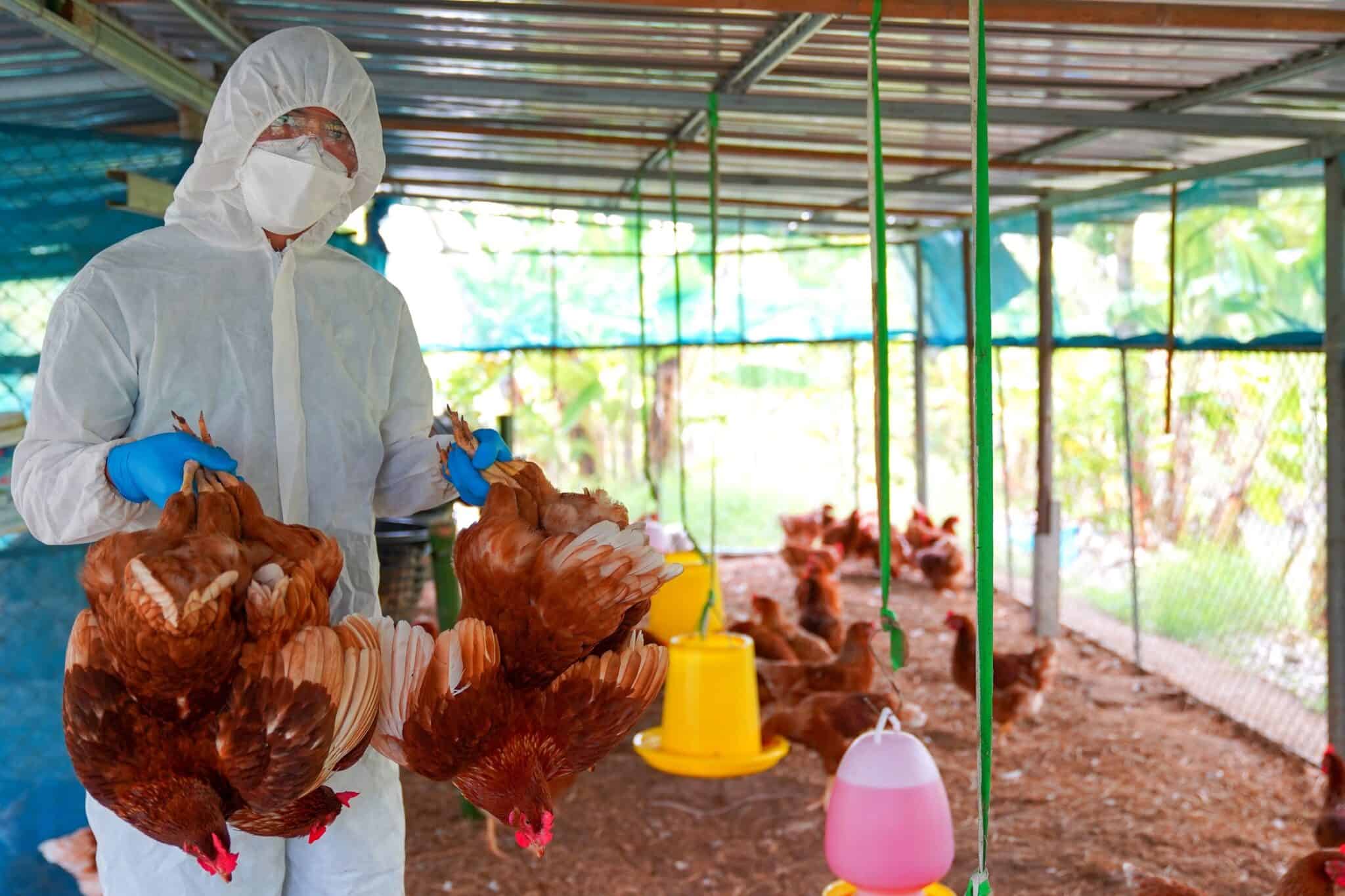 Sudden Chicken Death: Why Chickens Are Dying One By One?