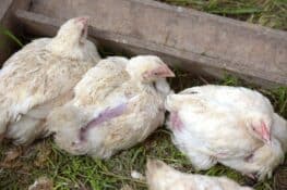 Chicken Losing Feathers: 14 Reasons & How to Treat It