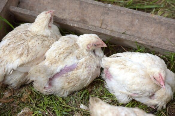 Chicken Losing Feathers: 14 Reasons & How to Treat It
