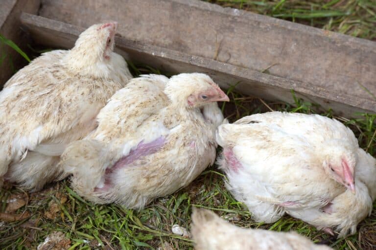 Chicken Losing Feathers: 14 Reasons & How to Treat It