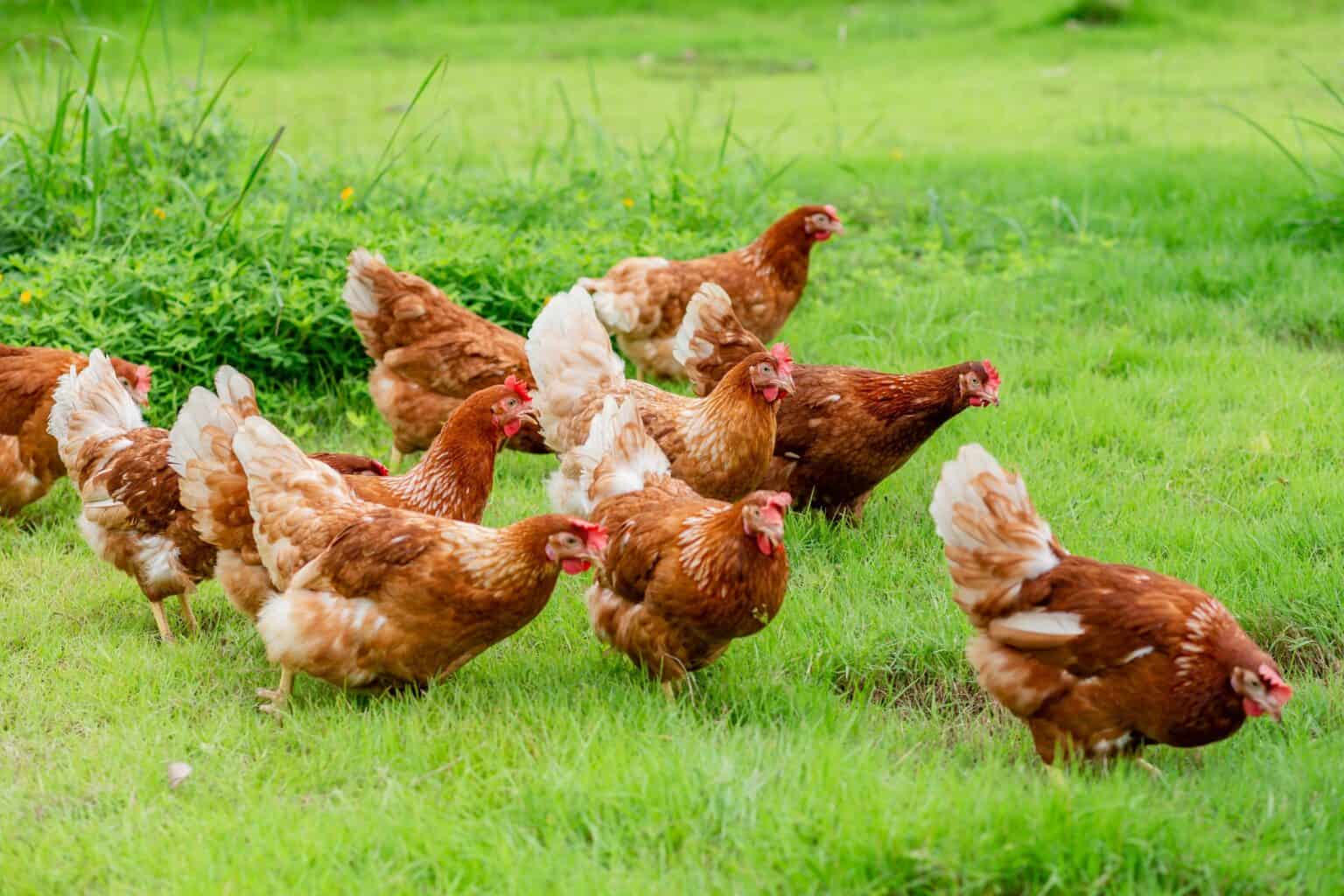 Mealworms for Chickens: 8 Benefits You Need to Know