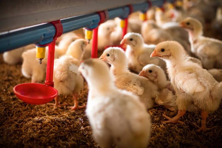 What Do Baby Chicks Eat? - A Complete Guide