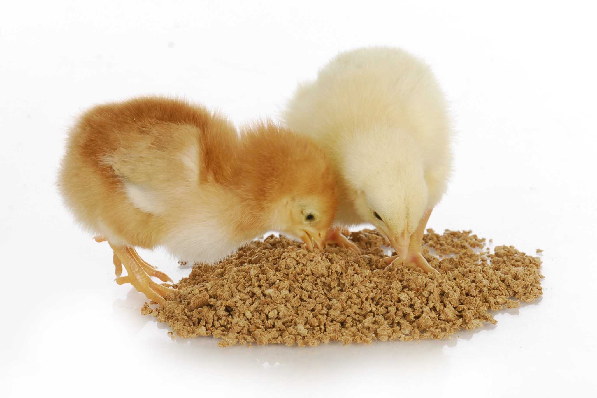 What Do Baby Chicks Eat? - A Complete Guide