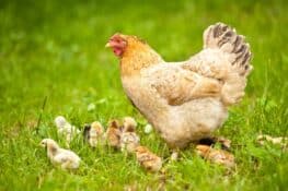 What Is a Group of Chickens Called? - Chicken Terms Explained