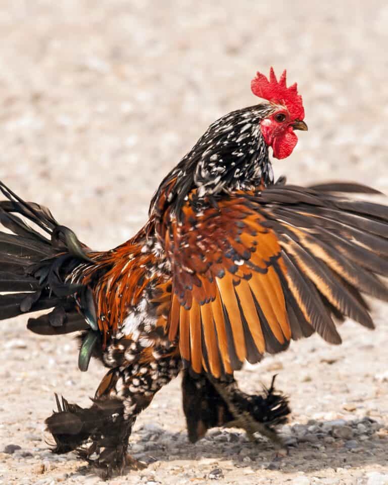 19 Best Rooster Breeds for Your Flock (With Pictures!)