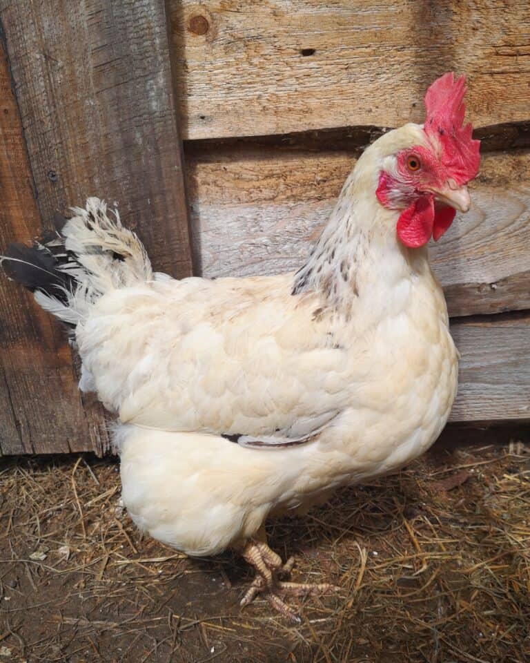 Barred Rock Chicken: Breed Profile, Facts & Pictures