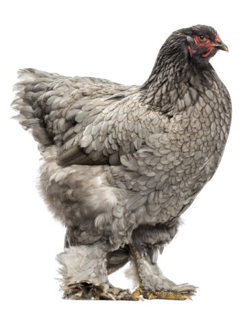 Brahma Chicken: Breed Profile, Pictures & Care Guide