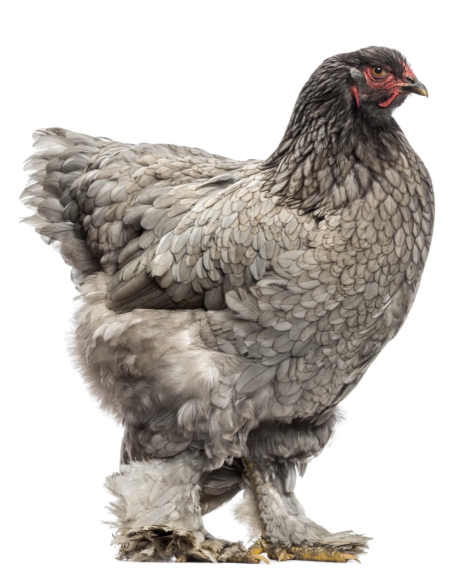 Brahma Chicken: Breed Profile, Pictures & Care Guide