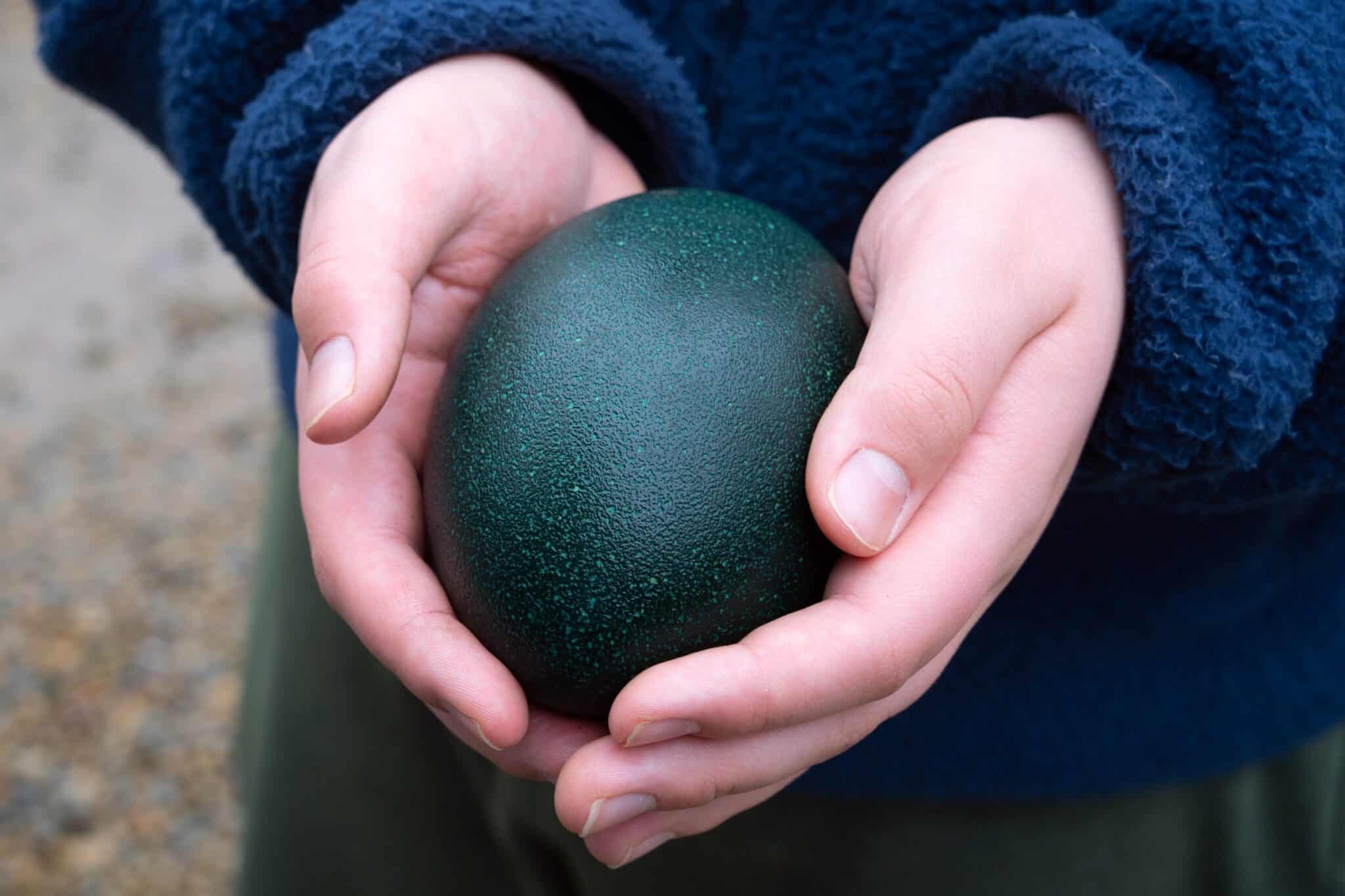 Black Chicken Eggs: What Chicken Breeds Produce Them?