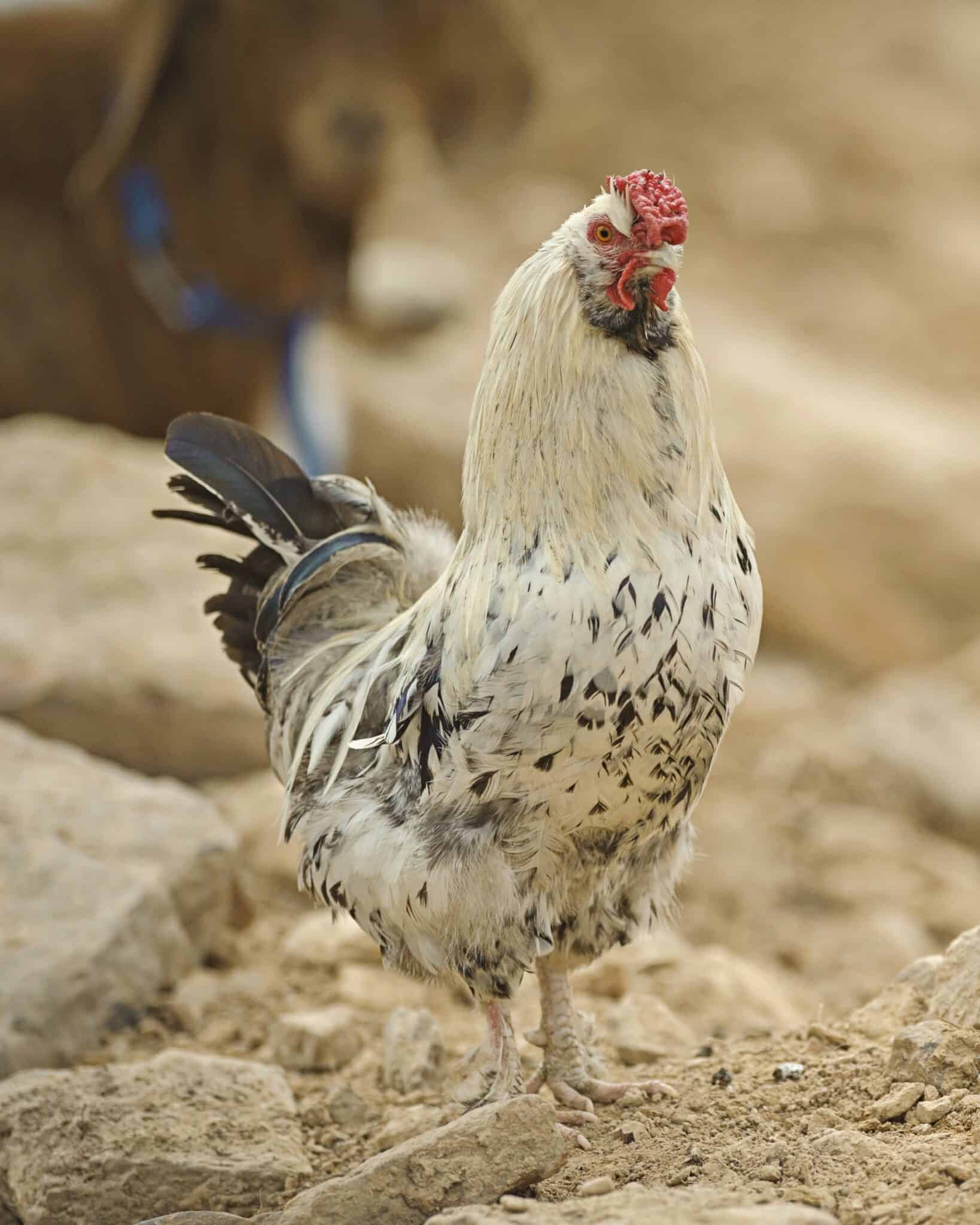 19 Best Rooster Breeds for Your Flock (With Pictures!)