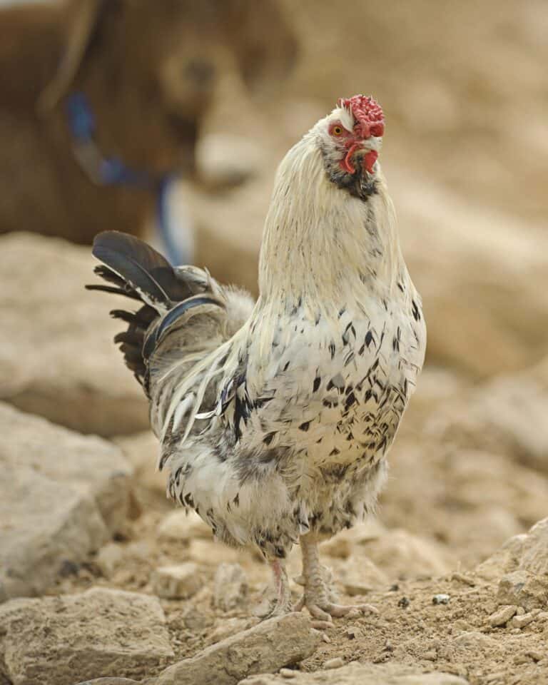 19 Best Rooster Breeds for Your Flock (With Pictures!)
