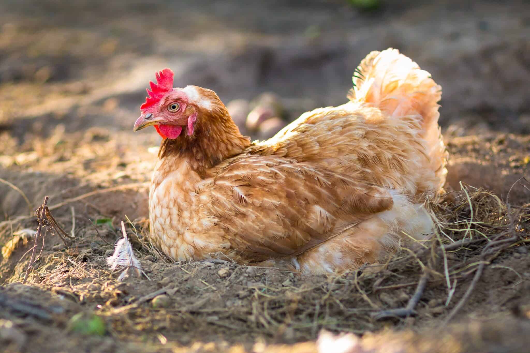 Egg Bound Chickens: Common Causes, Symptoms & Treatment