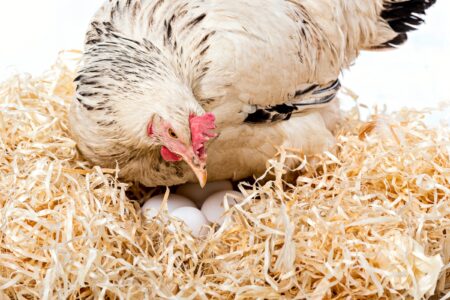 Egg Bound Chickens: Common Causes, Symptoms & Treatment