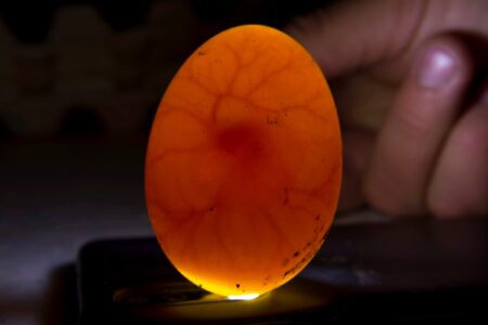 Candling Eggs: How to Candle an Egg (A Complete Guide)