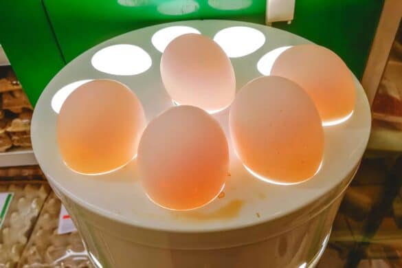 Candling Eggs: How to Candle an Egg (A Complete Guide)