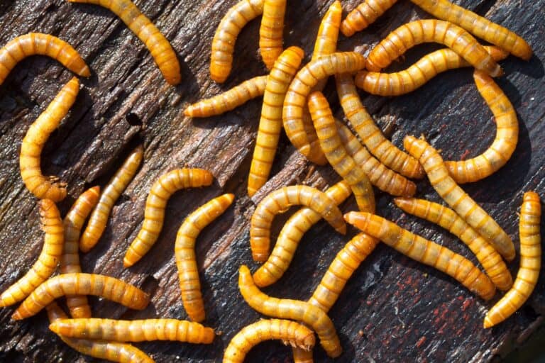 Mealworms for Chickens: 8 Benefits You Need to Know